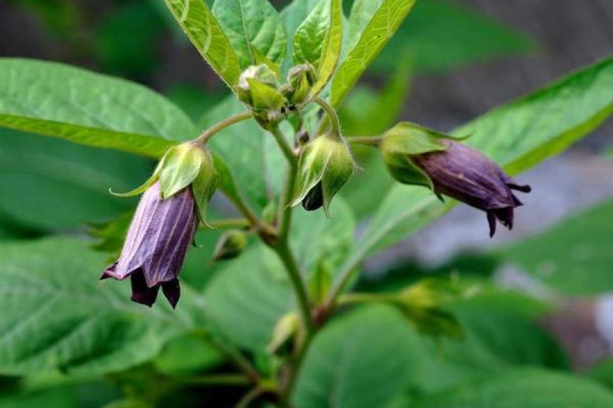 Nadragulya (Atropa belladonna) - Gyógynövénykereső.hu