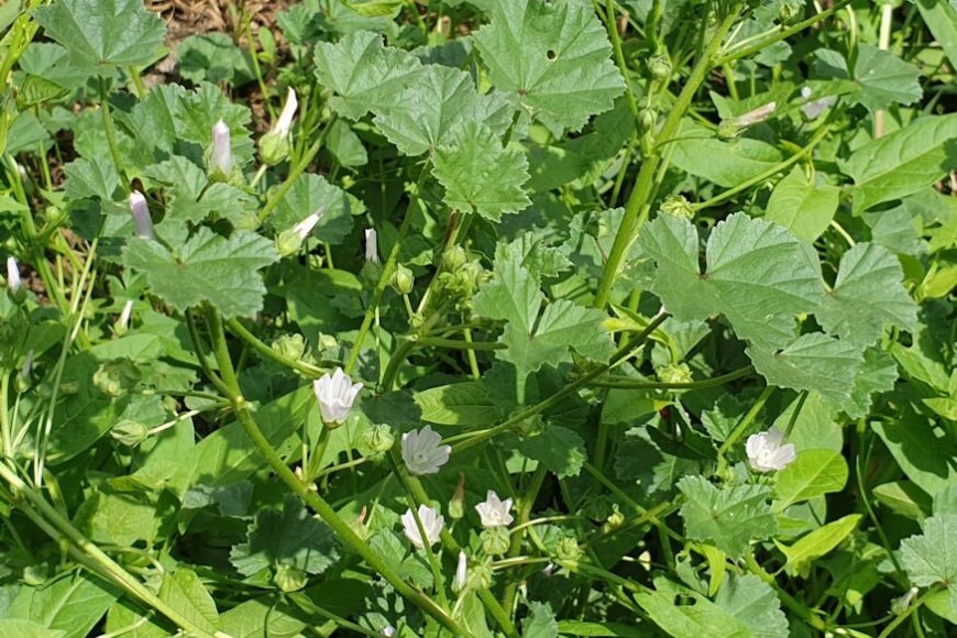 Papsajt (Malva sylvestris) - Gyógynövénykereső.hu