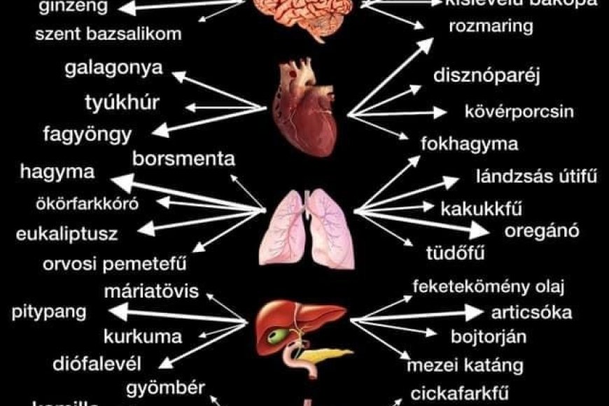 Gyógynövények szerveinknek - Gyógynövénykereső.hu